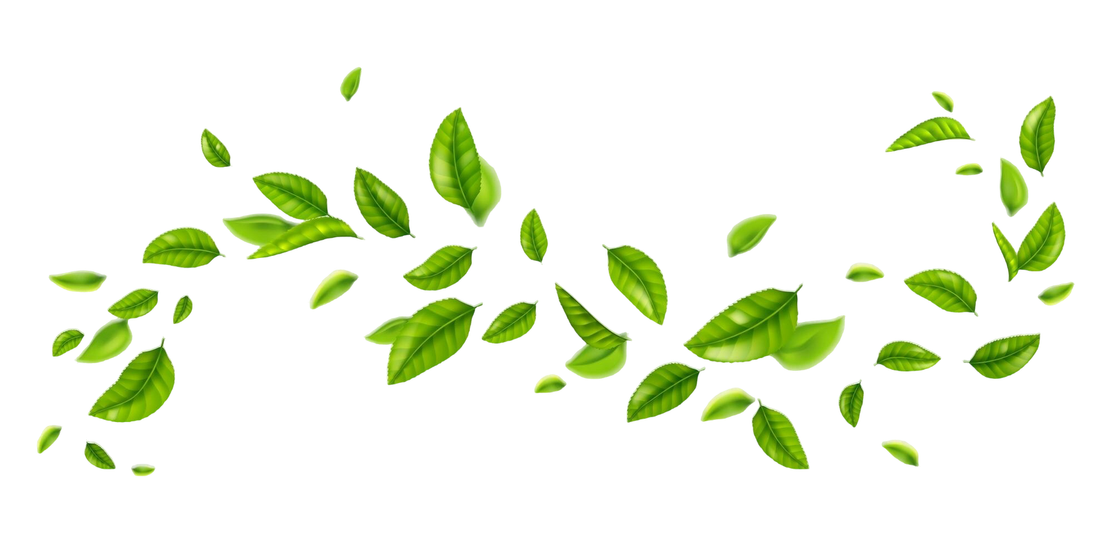 Franchise | Chef Saru Foods